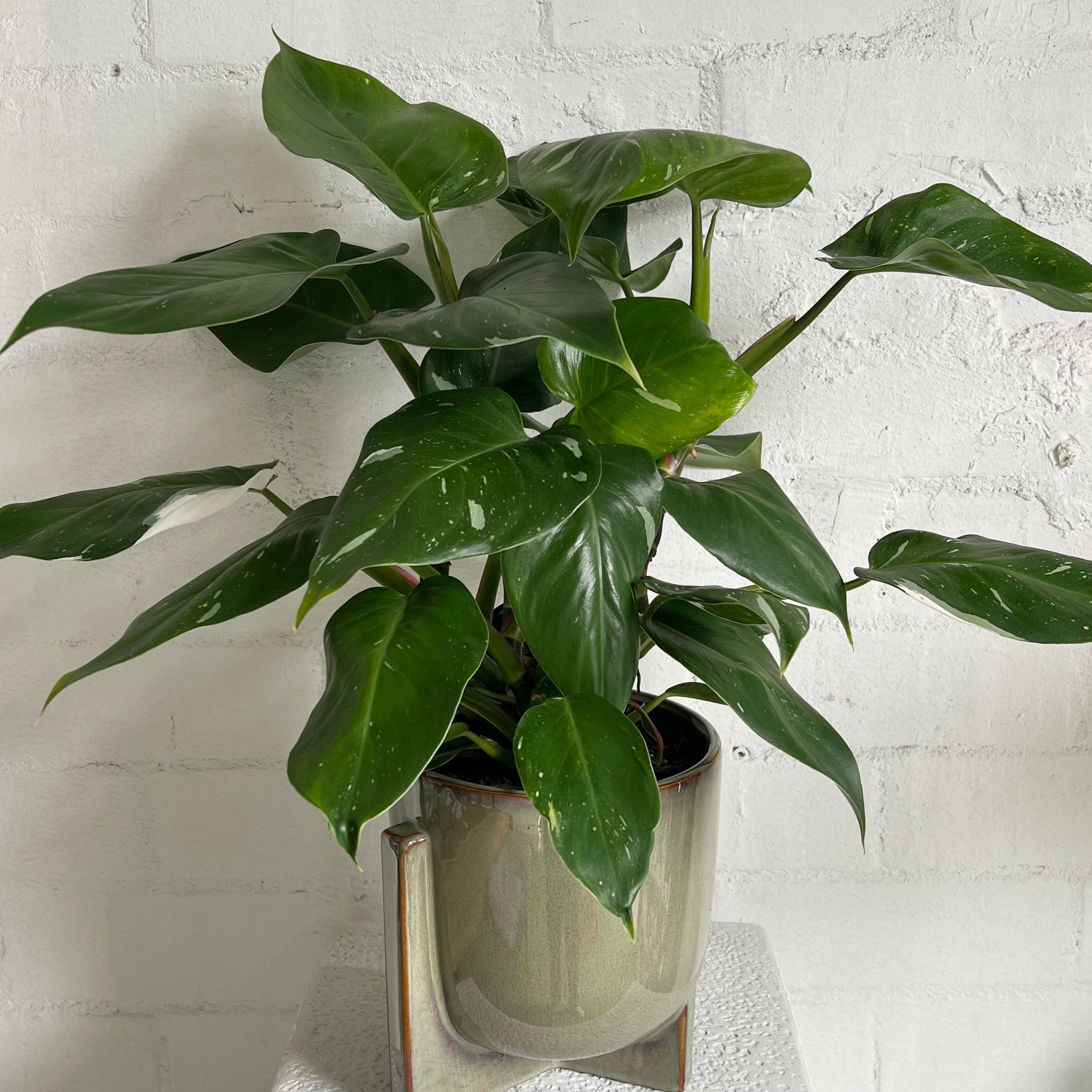 Your House Plant Era – Foxy Evergreen